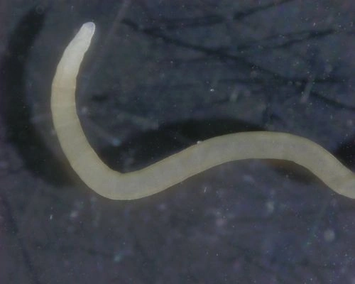 Tubificoides benedii | Animal Database | Fandom