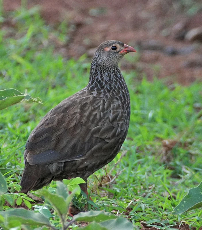 Scaly Francolin | Animal Database | Fandom