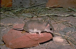 Southern Grasshopper Mouse | Animal Database | Fandom