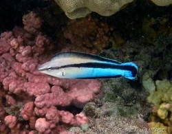 Aspidontus tractus | Animal Database | Fandom