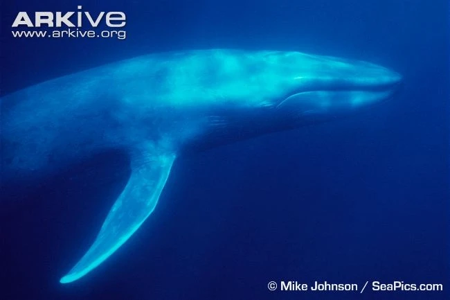 Category:Baleen Whales | Animal Database | Fandom