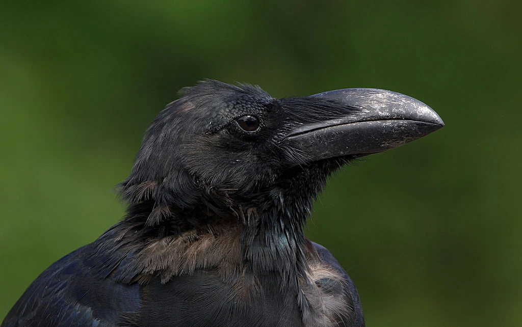 Jungle Crow | Animal Database | Fandom