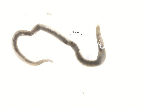 Limnodrilus cervix | Animal Database | Fandom