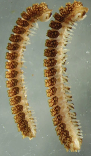 Pyrgodesmidae | Animal Database | Fandom