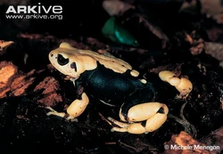 Nectophrynoides viviparus | Animal Database | Fandom