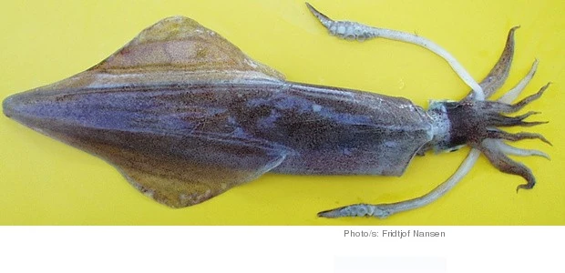 African Squid | Animal Database | Fandom