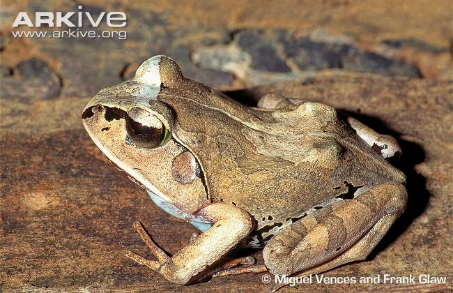 Wide-browed Madagascar Frog | Animal Database | Fandom