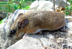Aztec Mouse | Animal Database | Fandom
