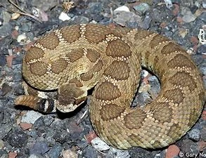 Northern Pacific Rattlesnake | Animal Database | Fandom
