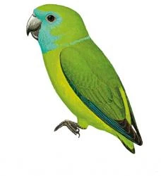 Guaiabero | Animal Database | Fandom