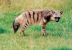 Aardwolf | Animal Database | Fandom