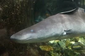 Aba | Animal Database | Fandom