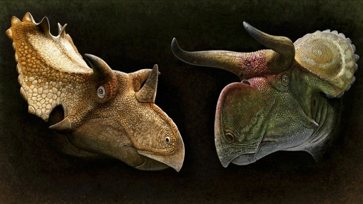 Nasutoceratops | Animal Database | Fandom