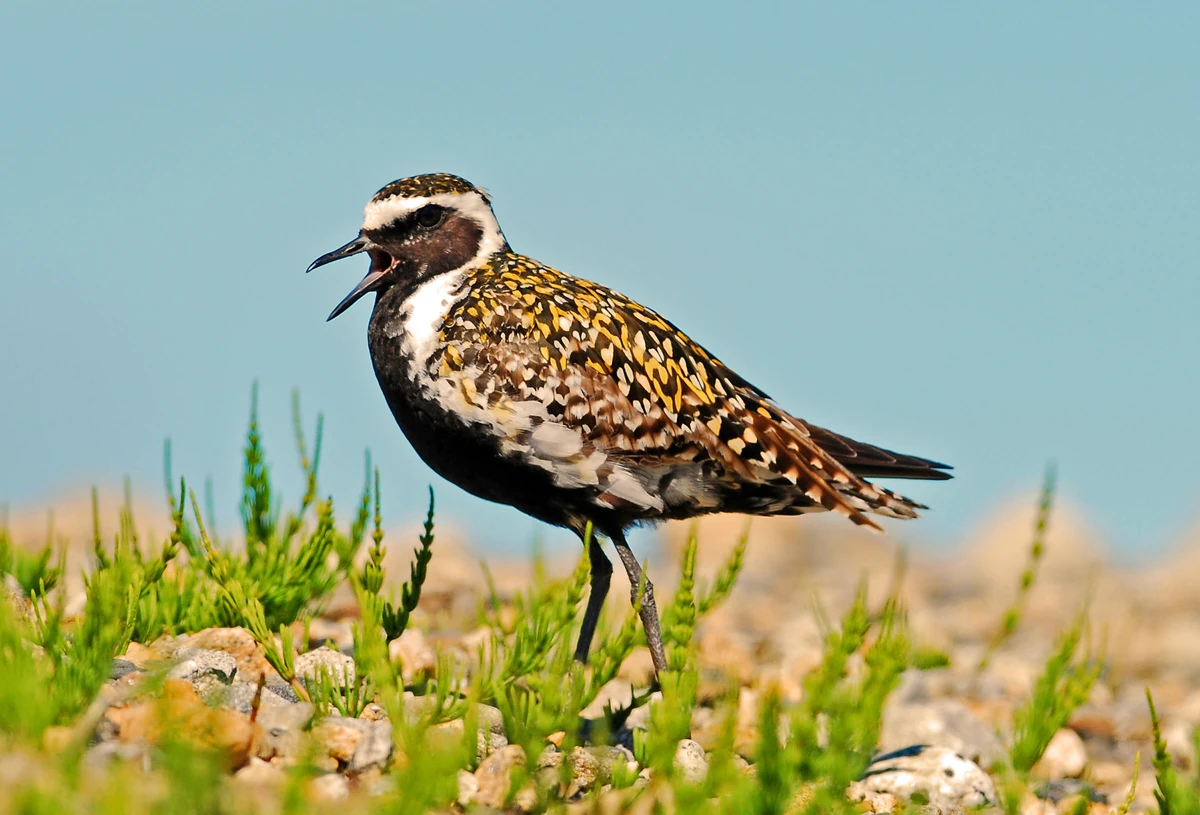 Pacific Golden-Plover | Animal Database | Fandom
