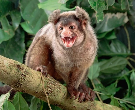 Maués Marmoset | Animal Database | Fandom