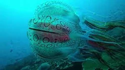Chirodectes | Animal Database | Fandom