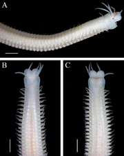 Eunice hainanensis | Animal Database | Fandom