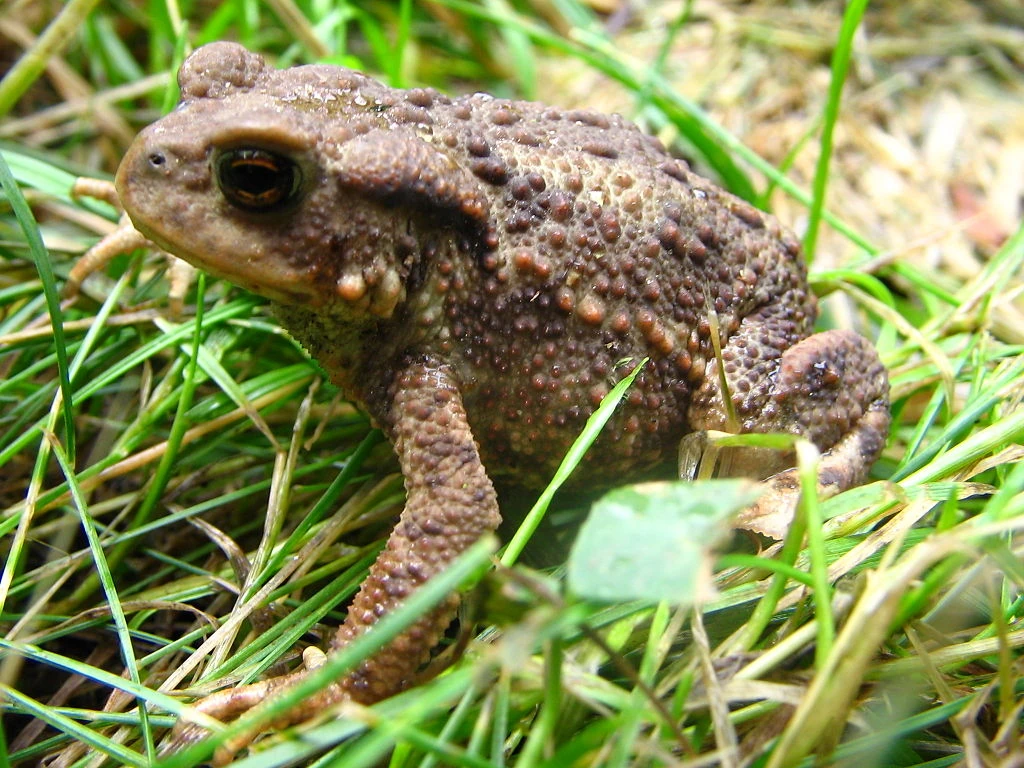 Common toad | Animal Database | Fandom