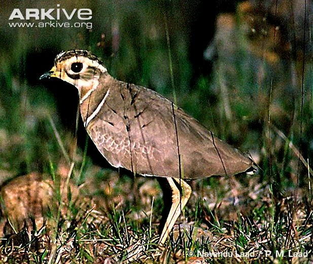 Jerdon's Courser | Animal Database | Fandom