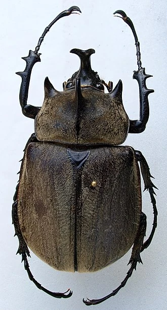 Megasoma gyas | Animal Database | Fandom