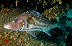 Giant Boarfish | Animal Database | Fandom