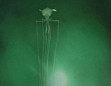 bigfin squid size