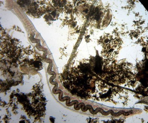 Dero obtusa | Animal Database | Fandom