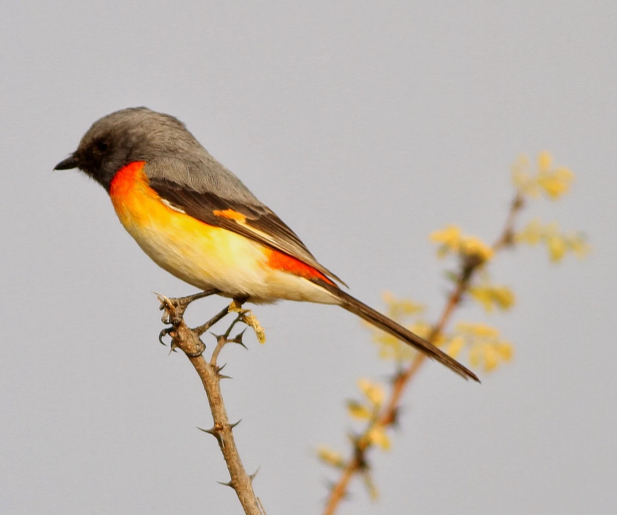 Pericrocotus | Animal Database | Fandom
