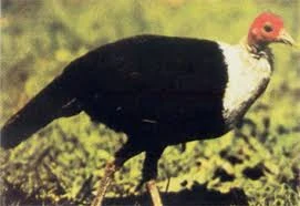 White-breasted Guineafowl | Animal Database | Fandom