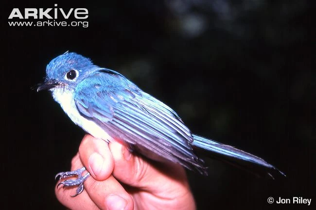 Cerulean Paradise Flycatcher | Animal Database | Fandom
