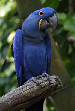 Hyacinth Macaw | Animal Database | Fandom