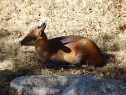 Red-flanked Duiker | Animal Database | Fandom