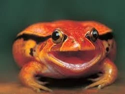 Tomato Frog | Animal Database | Fandom