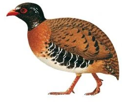 Red-billed Partridge | Animal Database | Fandom