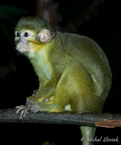 Gabon Talapoin | Animal Database | Fandom
