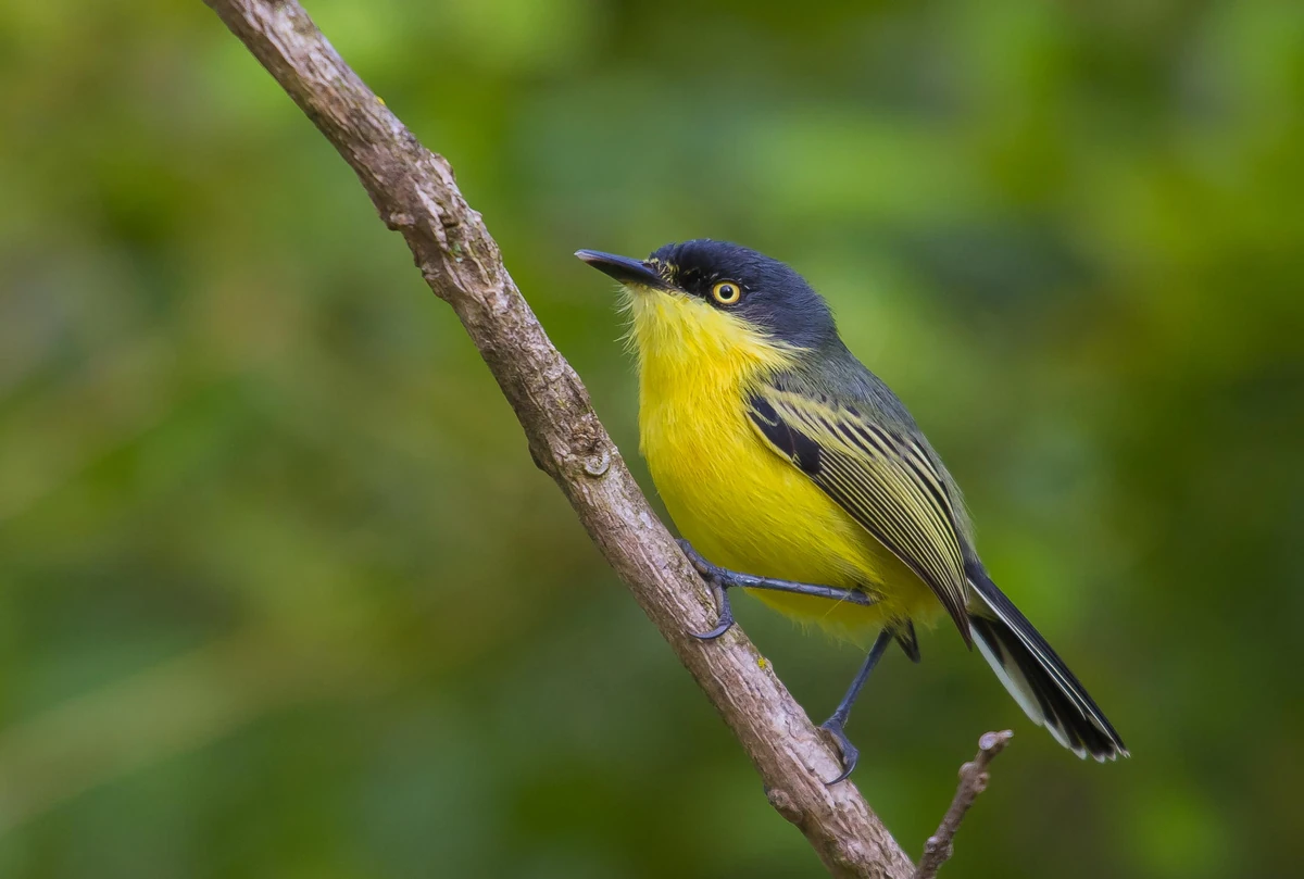 Common Tody-flycatcher | Animal Database | Fandom