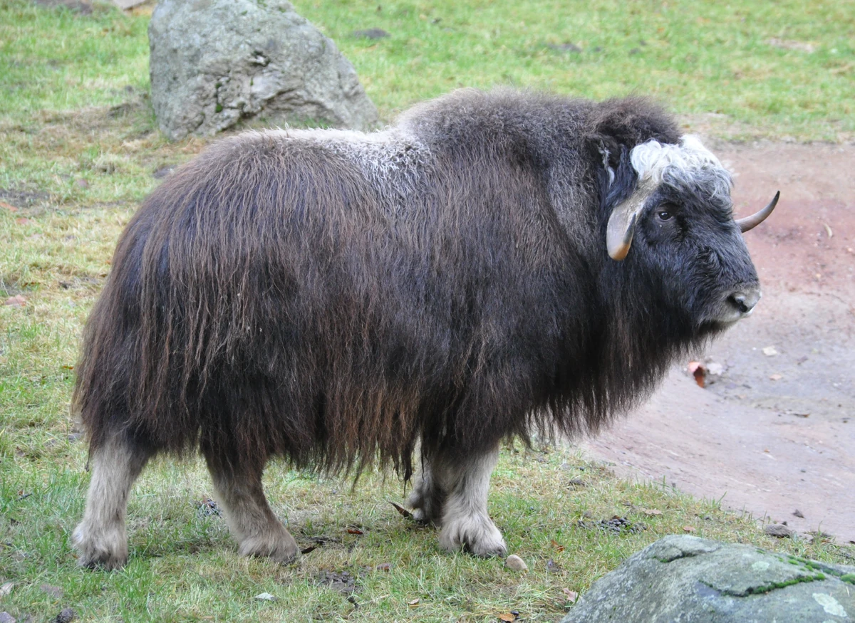 Muskox | Animal Database | Fandom