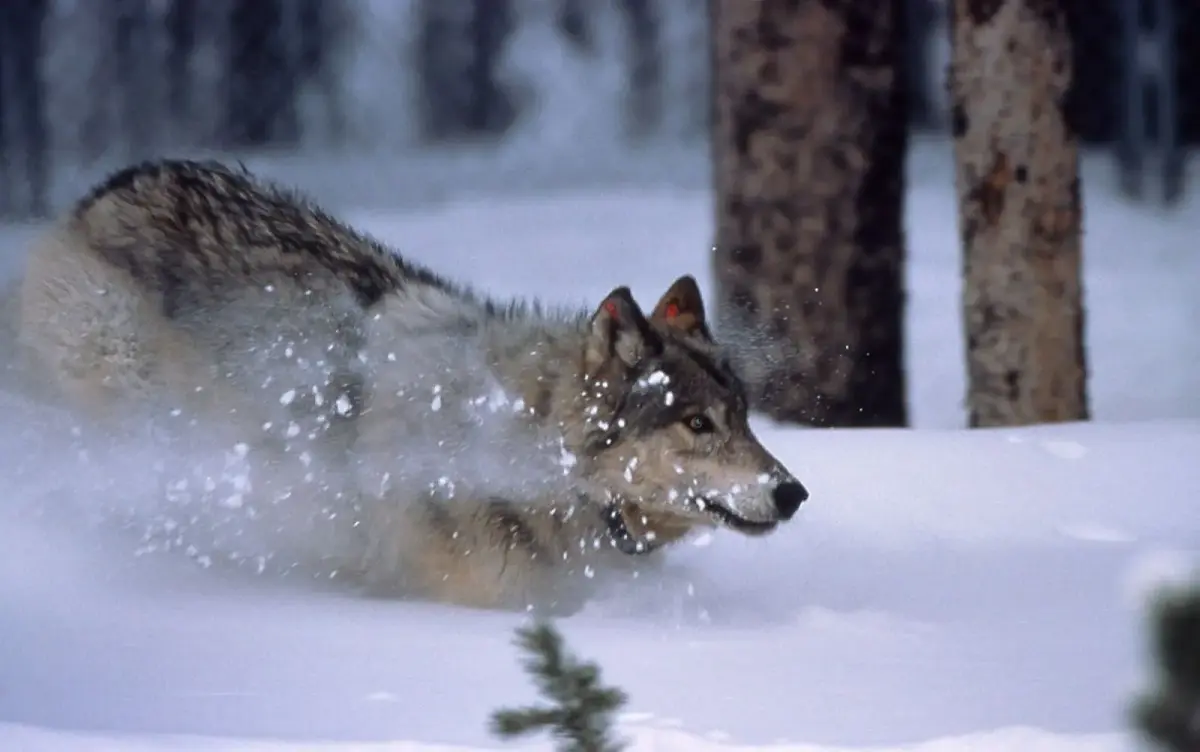 Northwestern Wolf | Animal Database | Fandom