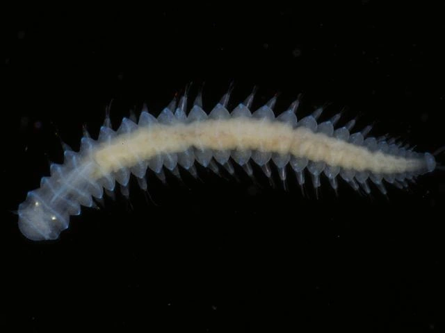 Ophryotrocha baccii | Animal Database | Fandom