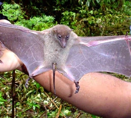 Long-tailed Fruit Bat | Animal Database | Fandom