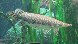 Cuban Gar | Animal Database | Fandom