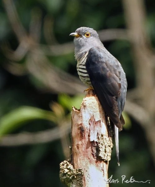 Sunda Cuckoo | Animal Database | Fandom