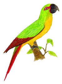Dominican Green-and-Yellow Macaw | Animal Database | Fandom