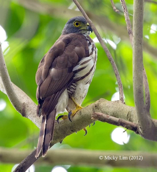 Sulawesi Goshawk | Animal Database | Fandom