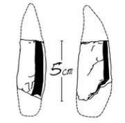 Orcinus Paleorca | Animal Database | Fandom