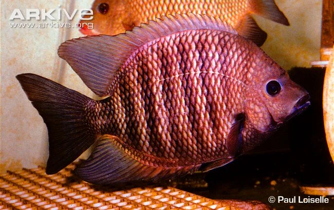 Paretroplus polyactis | Animal Database | Fandom