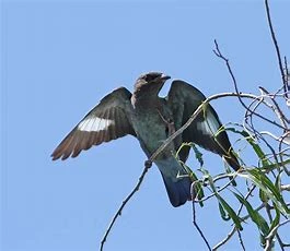 Dollarbird | Animal Database | Fandom
