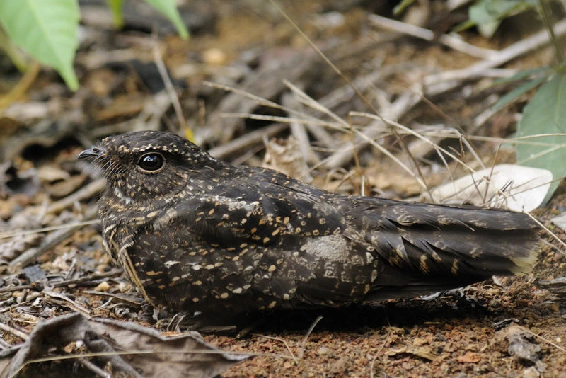 Blackish Nightjar | Animal Database | Fandom