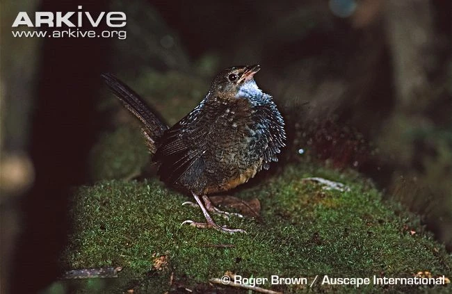 Rufous Scrubbird | Animal Database | Fandom