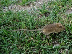 Kluchor Birch Mouse | Animal Database | Fandom
